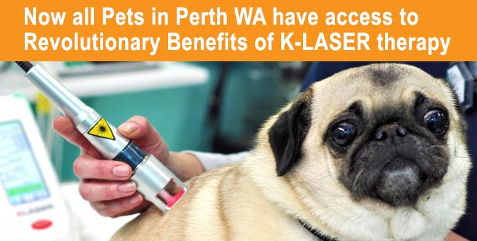 Home - Hanly Vet OFFICIAL WEBSITE